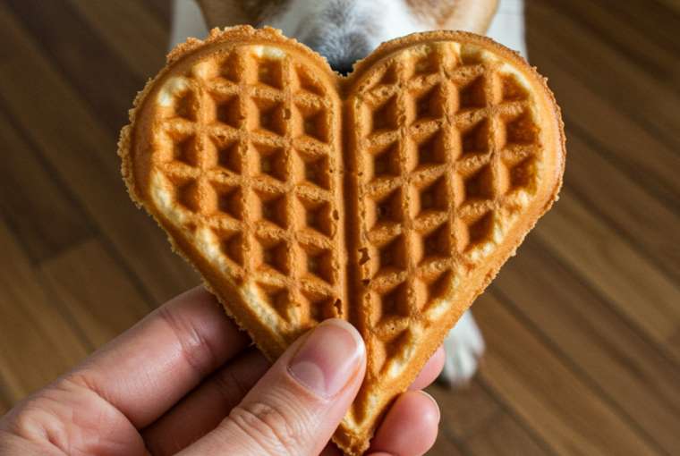 Homemade Pumpkin Applesauce Dog Treats: A Feel-Good Treat for Your Dog